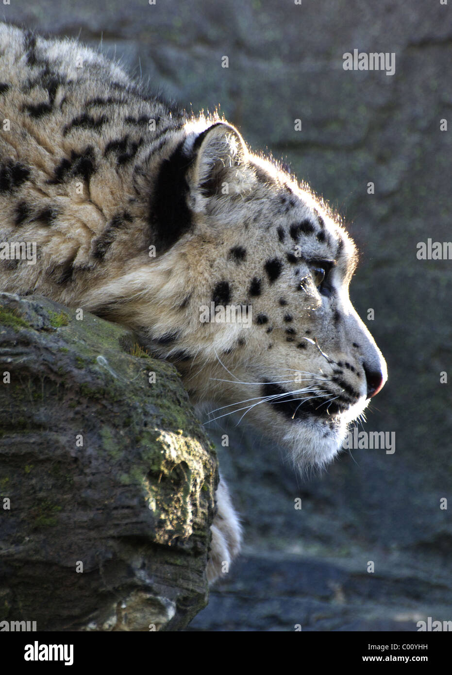 Female snow leopard on rock Stock Photo - Alamy