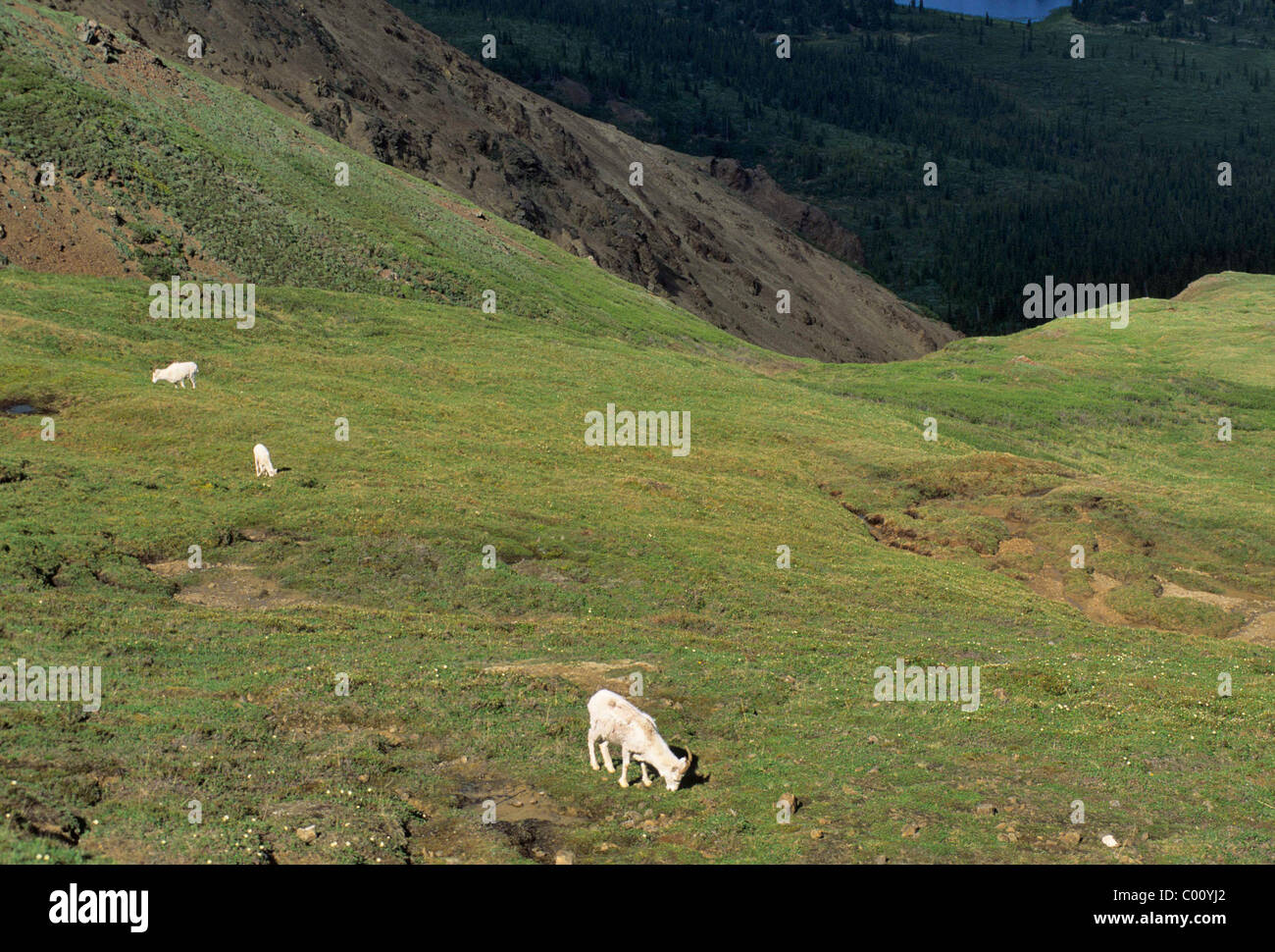 Dall Sheep, Ewe and Lamb, Denali National Park, Alaska Stock Photo - Alamy