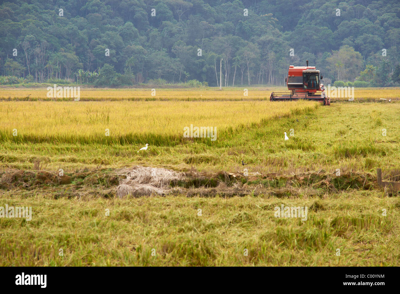 Rice farming brazil hi-res stock photography and images - Alamy