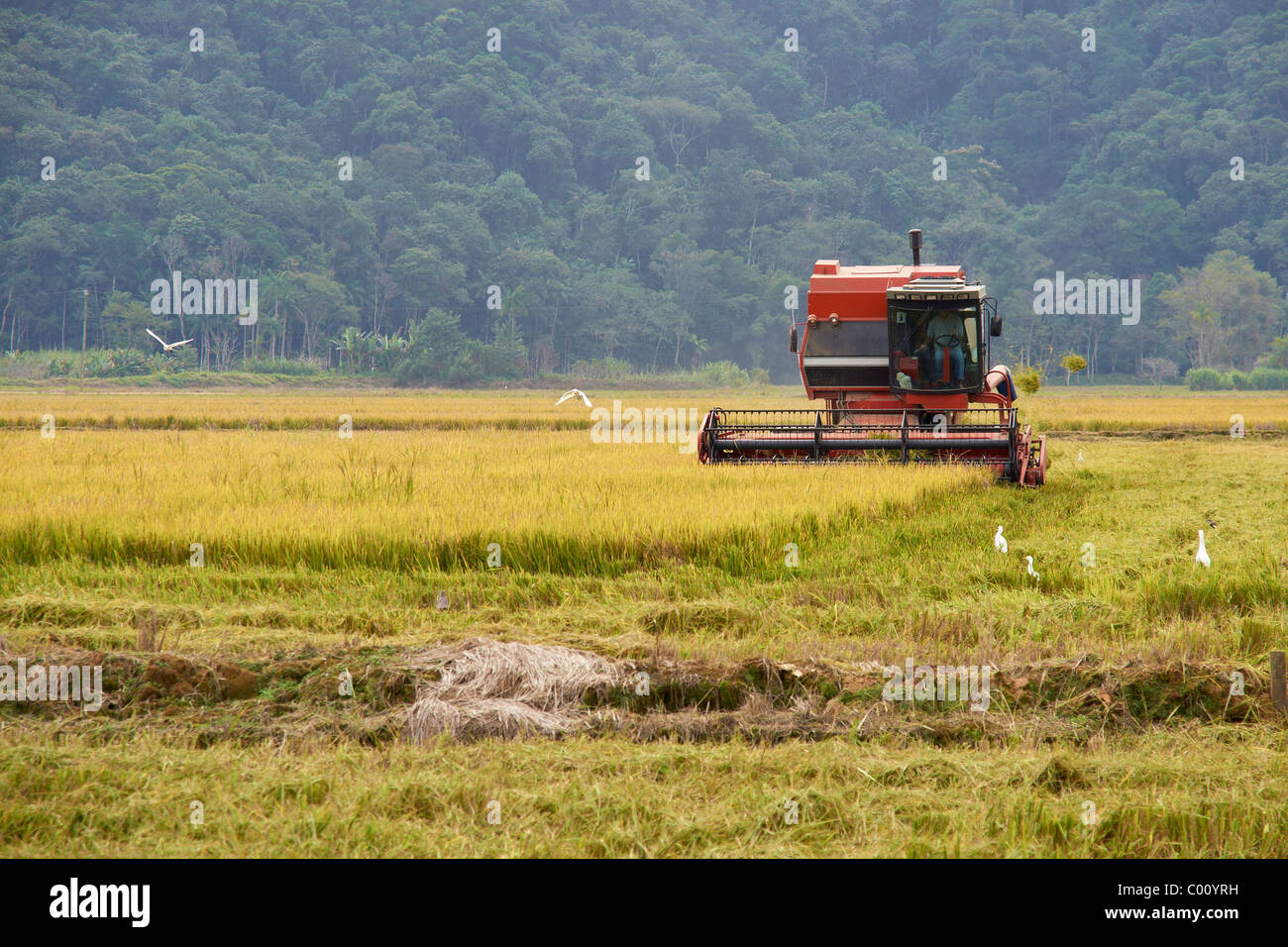 Rice farming brazil hi-res stock photography and images - Alamy
