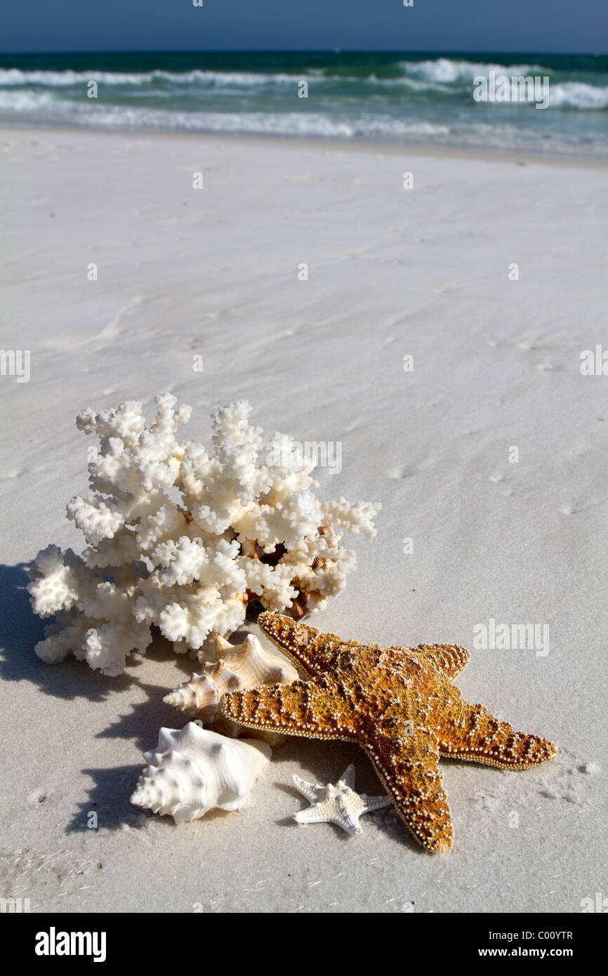 Collection of shells, coral and starfish sit on the beach with a ...