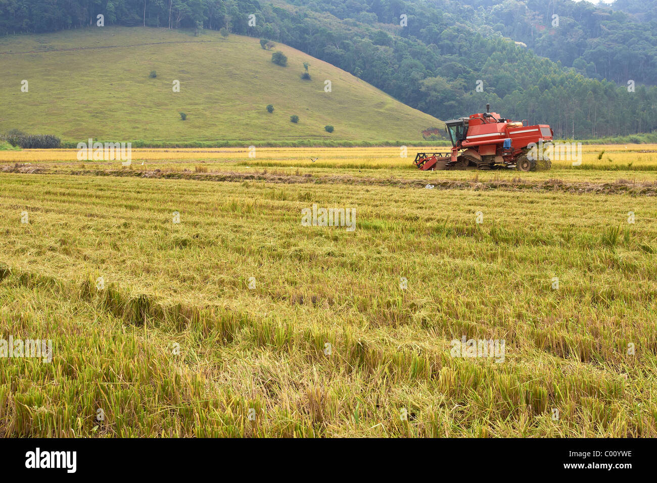 Rice farming brazil hi-res stock photography and images - Alamy