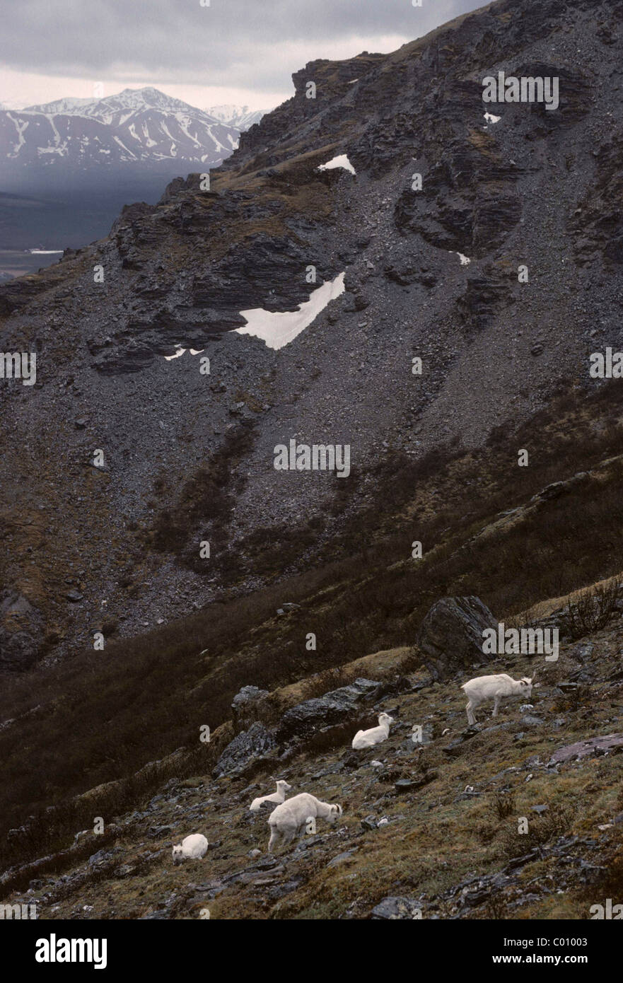 Dall sheep, dall ram, dall ewe, sheep, Denali National Park, Denali ...