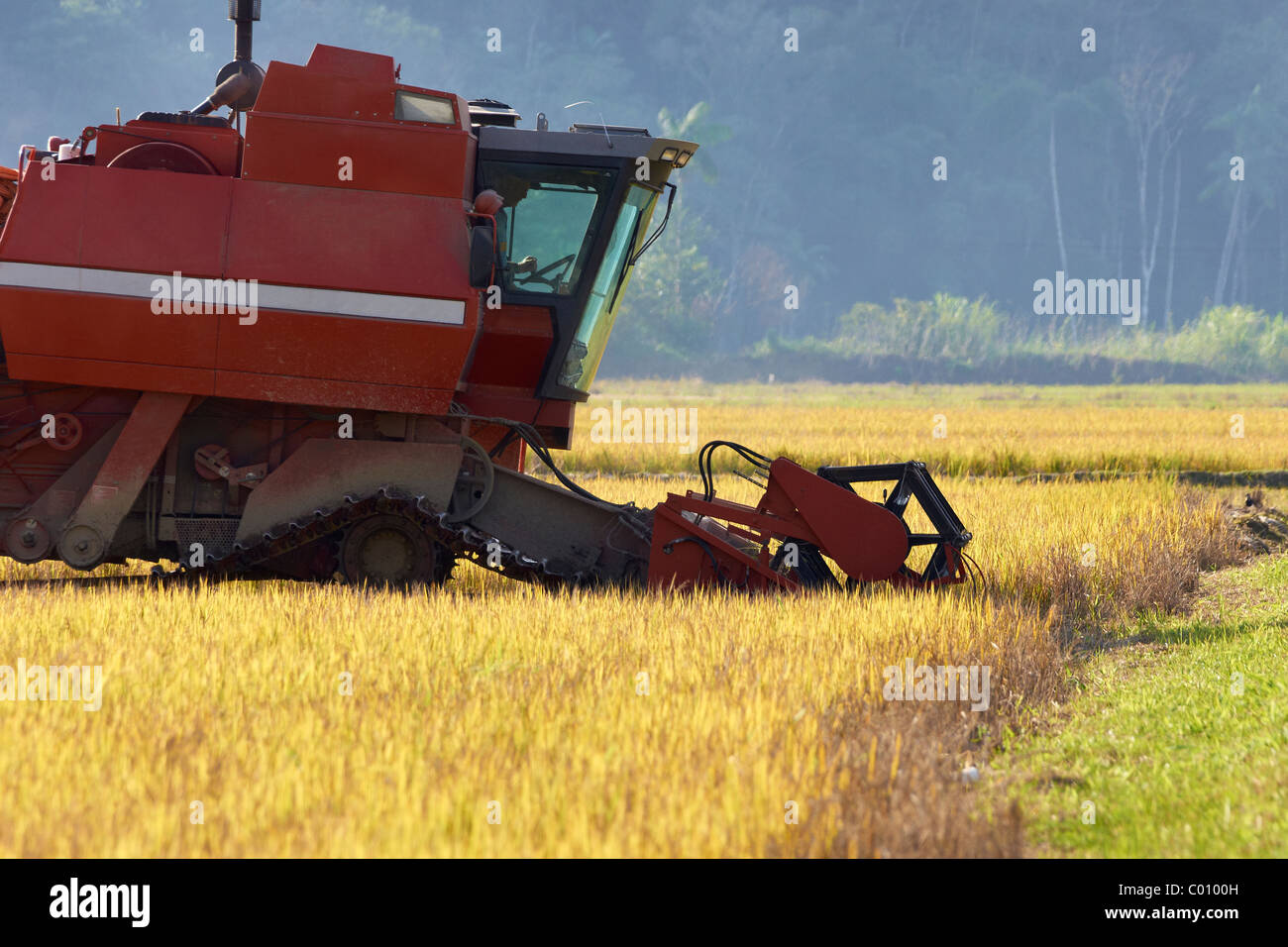 Rice farming brazil hi-res stock photography and images - Alamy