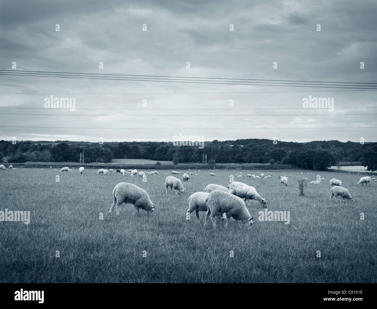 sheep grazing in a field at dusk in Cheshire farm land moulton Stock ...