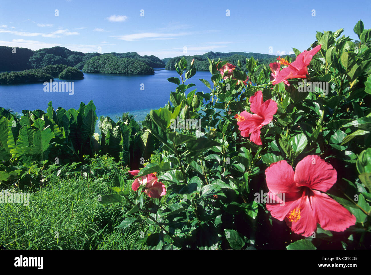 Flower micronesia hi-res stock photography and images - Alamy