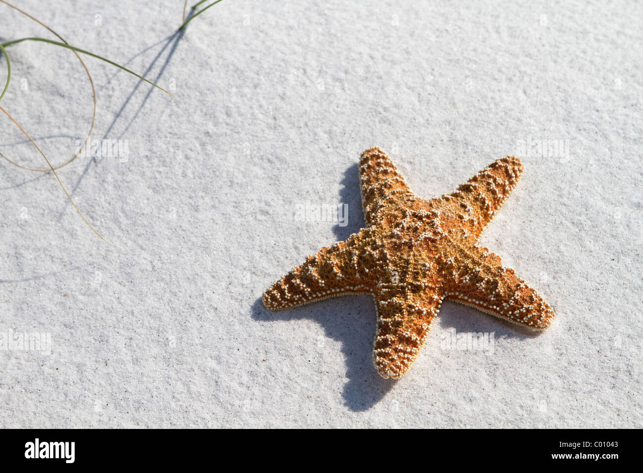 Orange colored starfish sits on white beach sand Stock Photo - Alamy