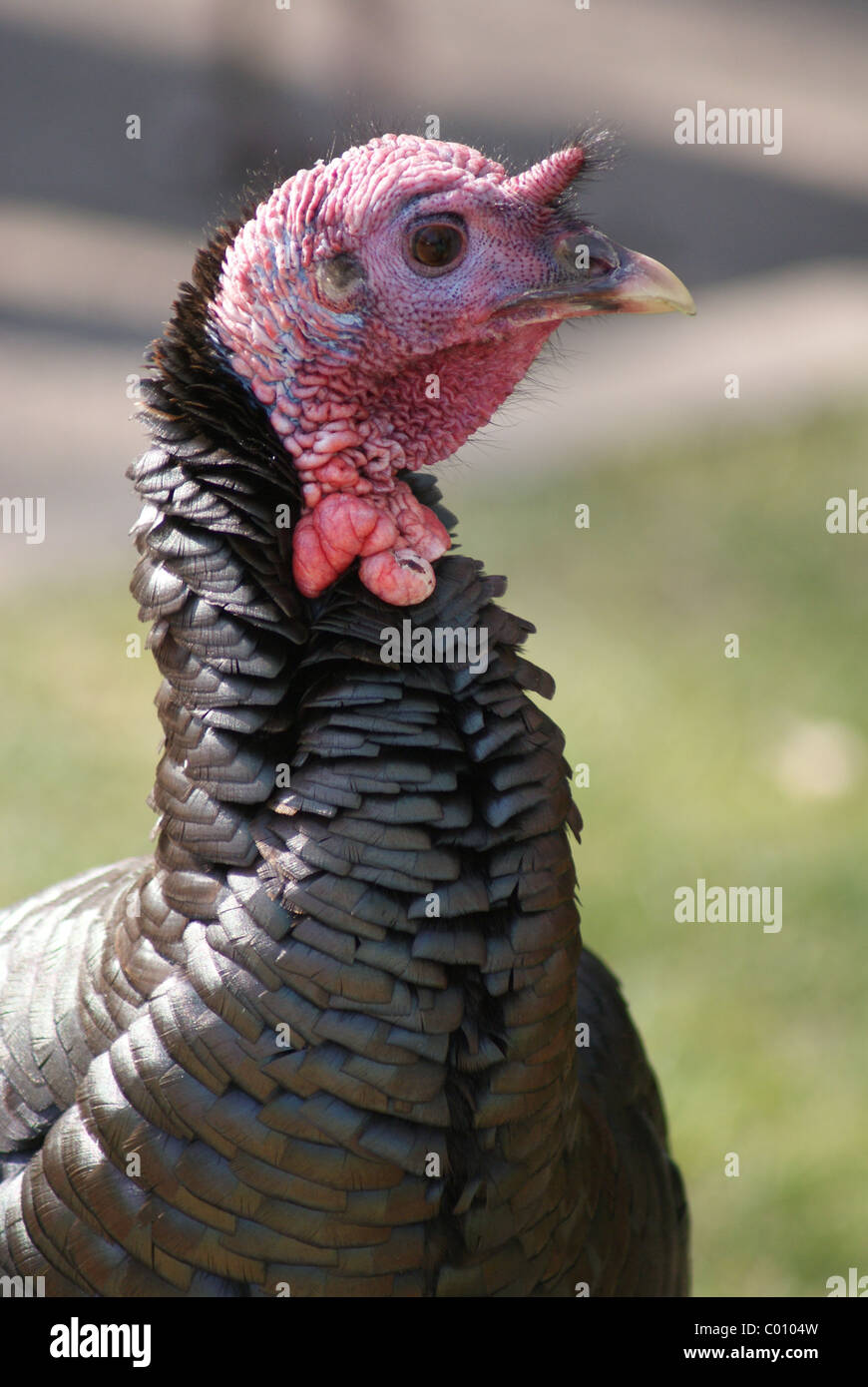 Close-up portrait image of a Wild Turkey Stock Photo - Alamy