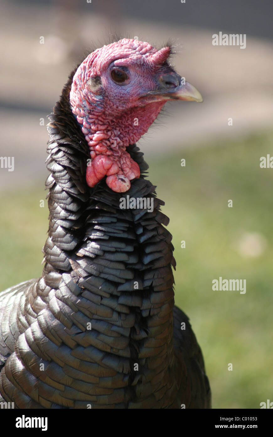 Close up wild turkey hi-res stock photography and images - Alamy