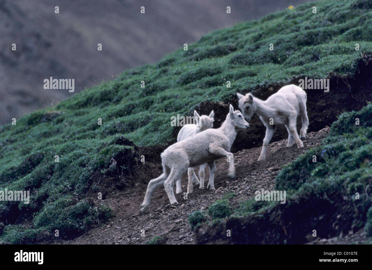 Dall sheep, dall ram, dall ewe, sheep, Denali National Park, Denali ...