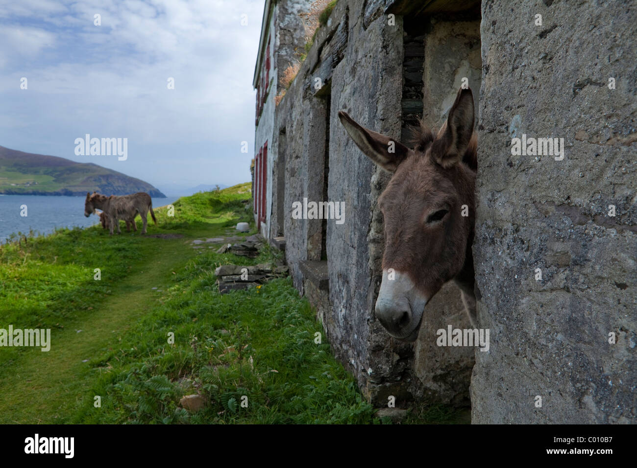 Donkeys in Evacuated Deserted Cottages on Great Blasket Island, The ...