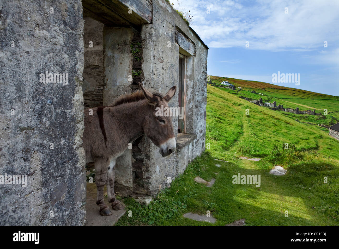 Donkey evacuation hi-res stock photography and images - Alamy