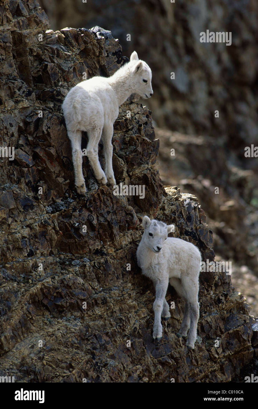 Dall sheep, dall ram, dall ewe, sheep, Denali National Park, Denali ...