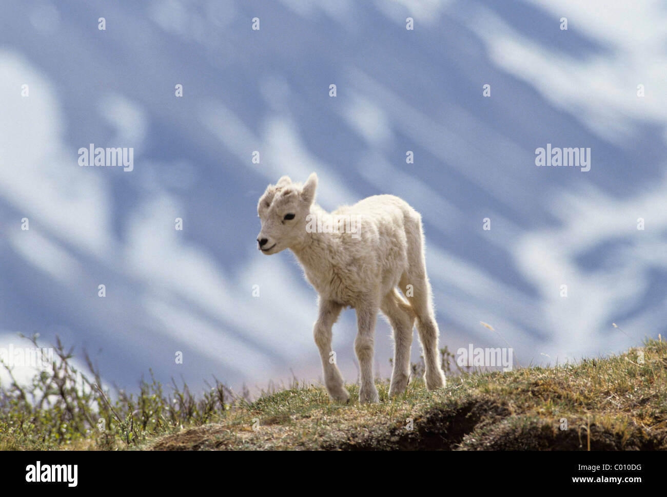 Dall Sheep Hunting High Resolution Stock Photography and Images - Alamy