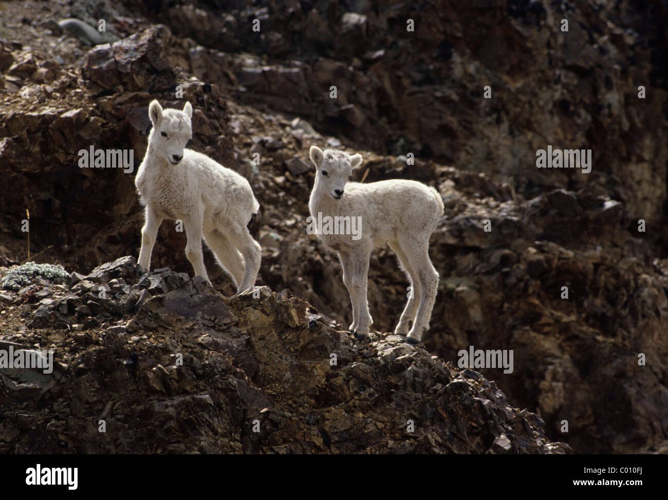 Dall sheep, dall ram, dall ewe, sheep, Denali National Park, Denali ...