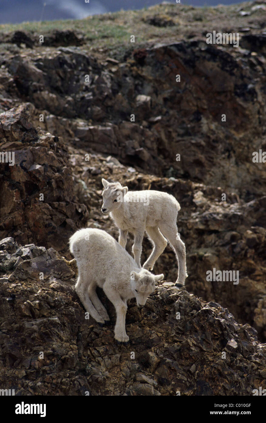 Dall sheep, dall ram, dall ewe, sheep, Denali National Park, Denali ...