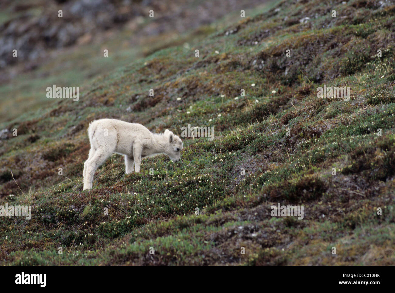 Dall sheep, dall ram, dall ewe, sheep, Denali National Park, Denali ...