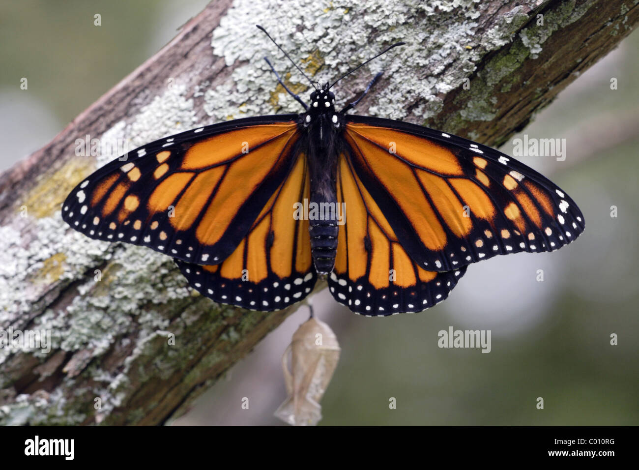 American monarch butterfly on hi-res stock photography and images - Alamy