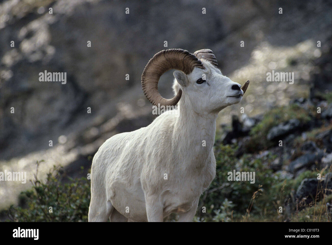 Dall Sheep, Ram, Denali National Park, Alaska Stock Photo - Alamy