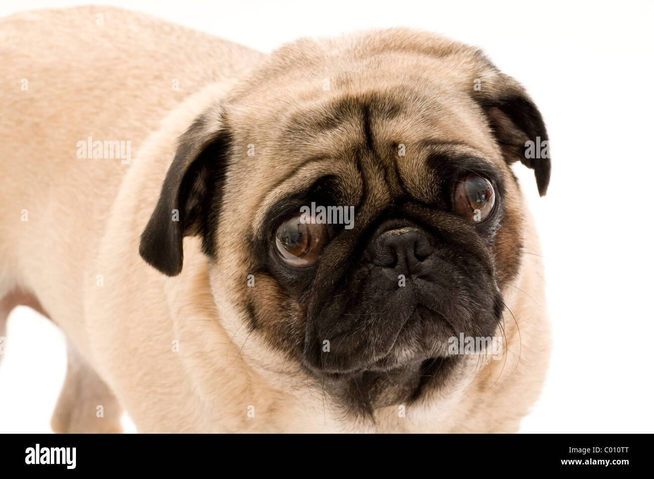 Pug with Expressive Face Stock Photo - Alamy