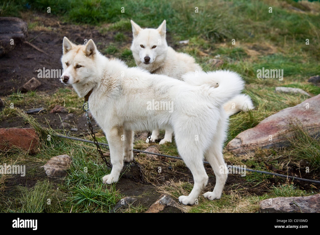 Sled dogs, Qeqertarsuaq, Greenland Stock Photo - Alamy