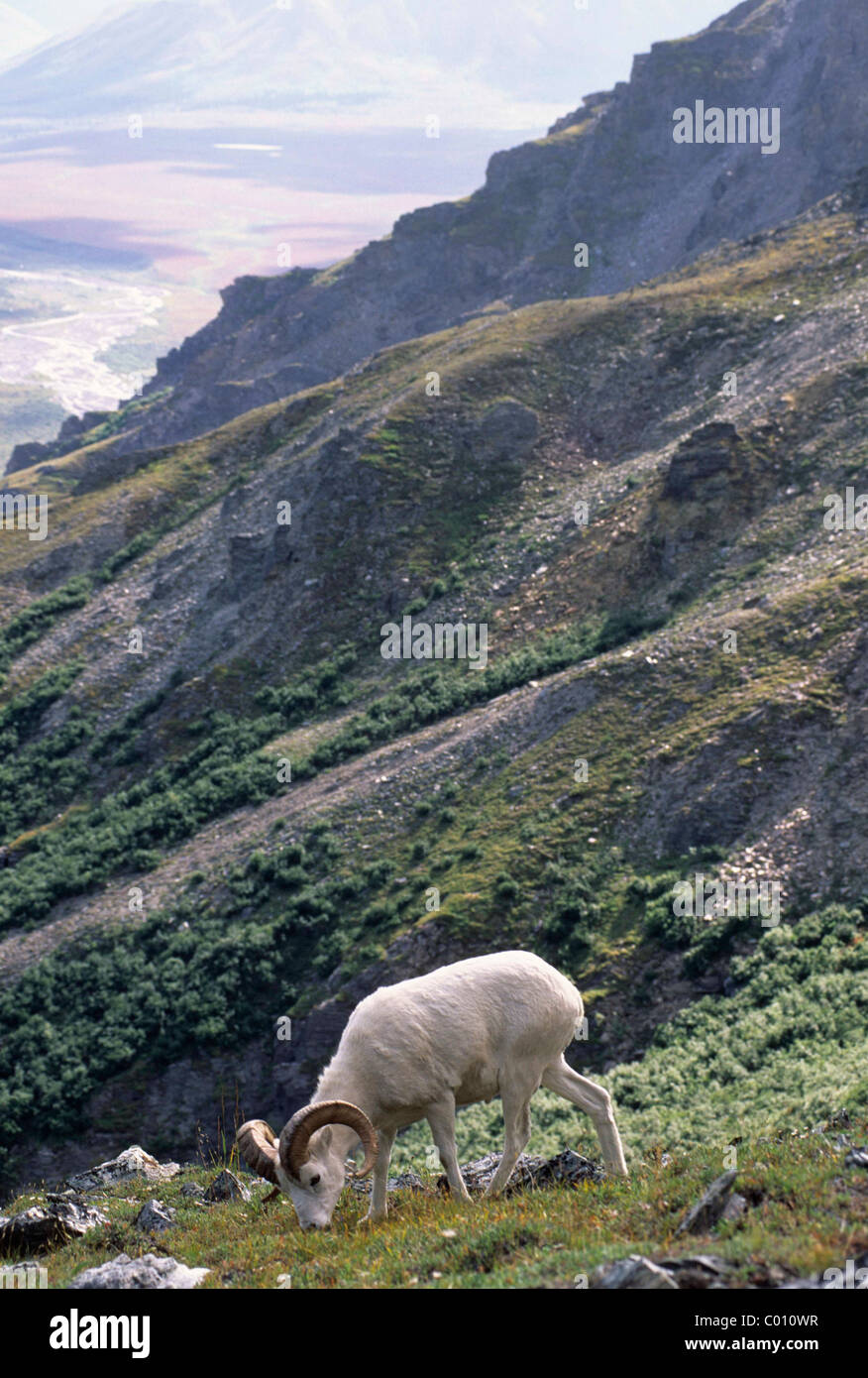 Dall Sheep, Ram, Denali National Park, Alaska Stock Photo - Alamy