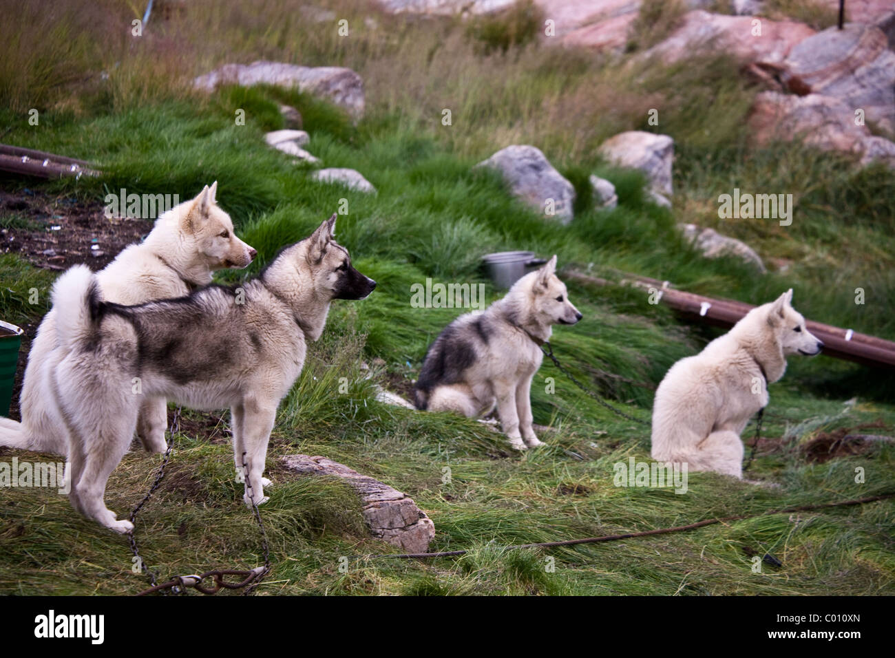 Sled dogs, Qeqertarsuaq, Greenland Stock Photo - Alamy