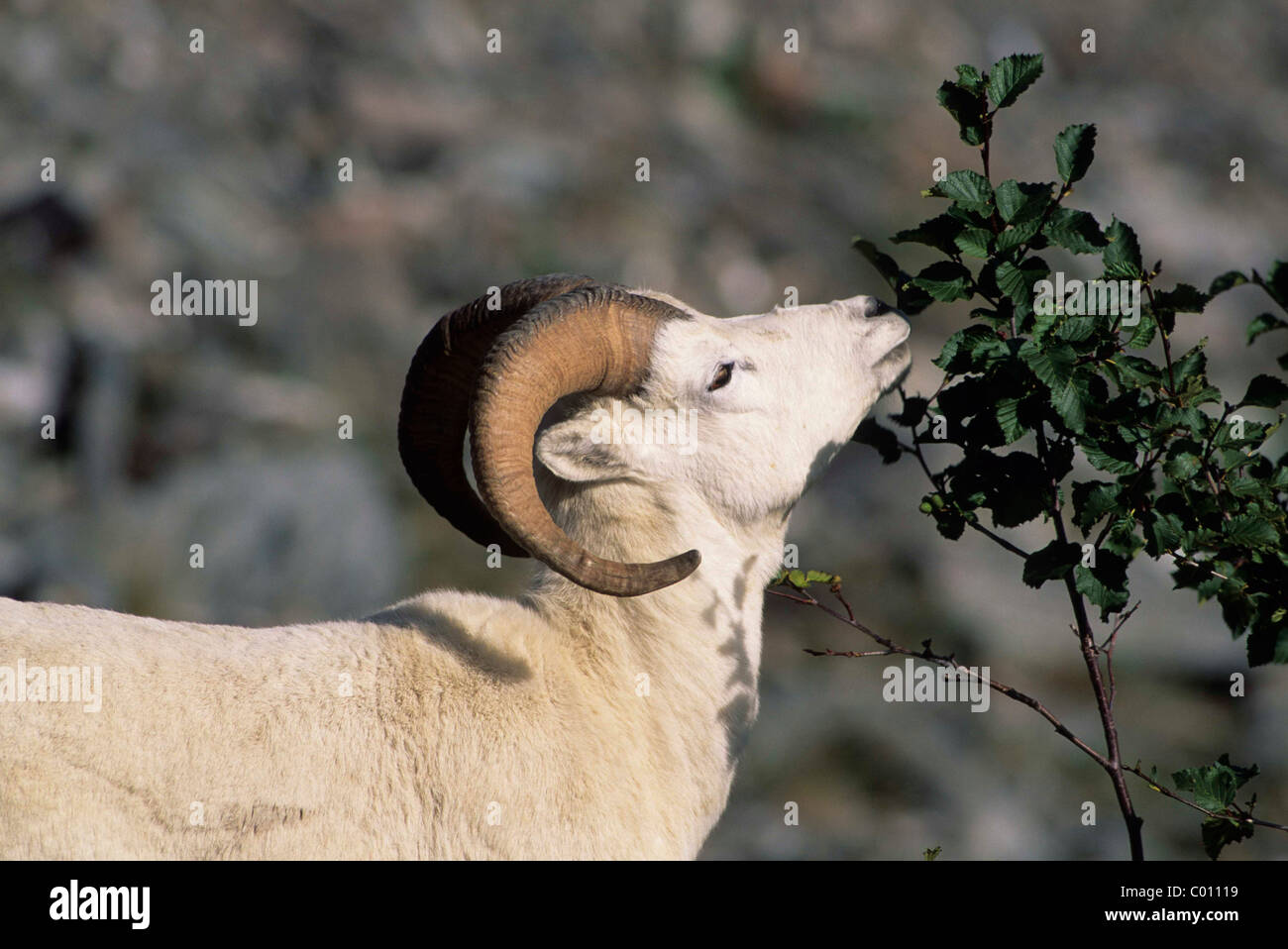 Dall Sheep, Ram, Denali National Park, Alaska Stock Photo - Alamy