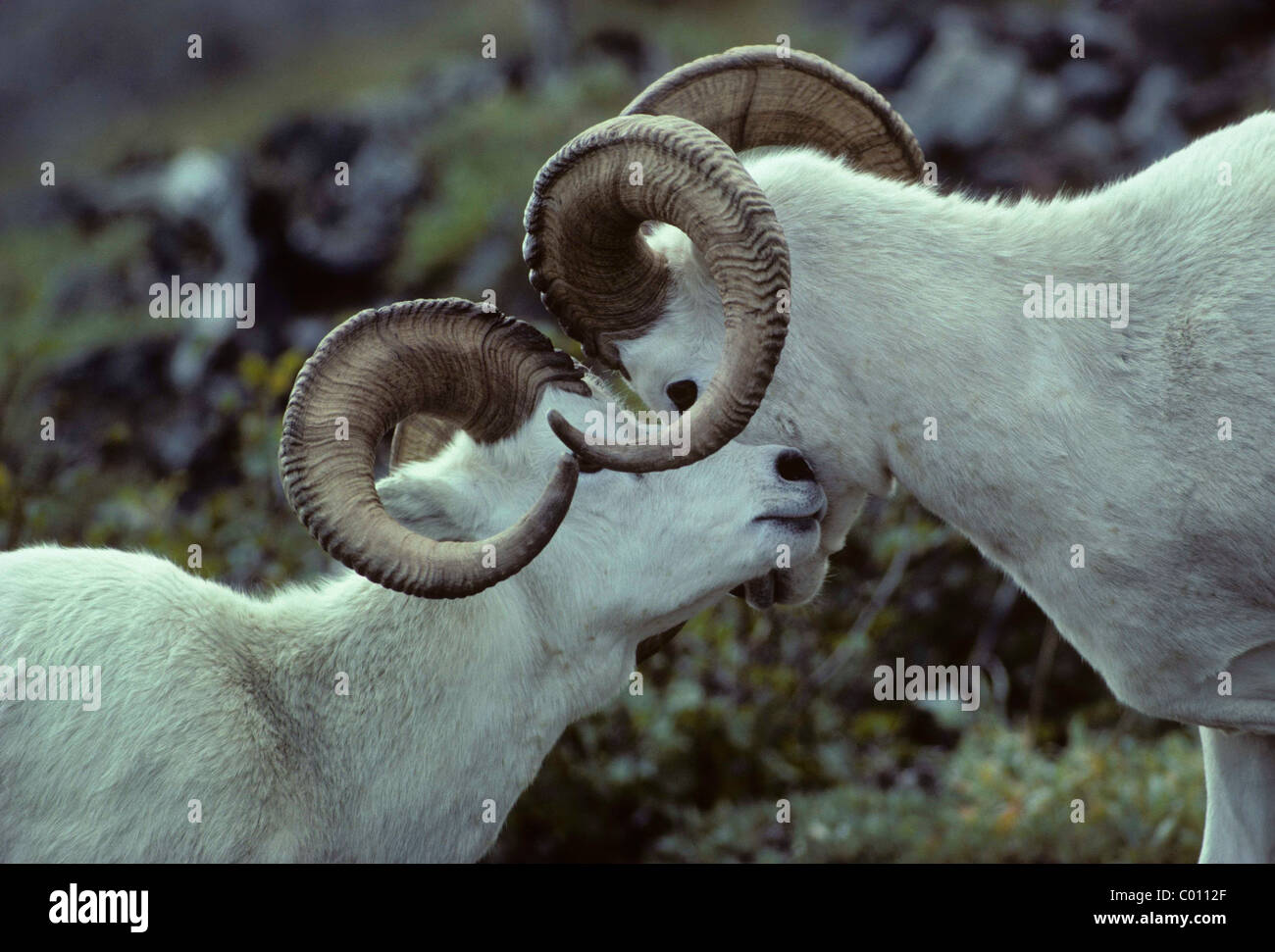 Dall Sheep, Ram, Denali National Park, Alaska Stock Photo - Alamy