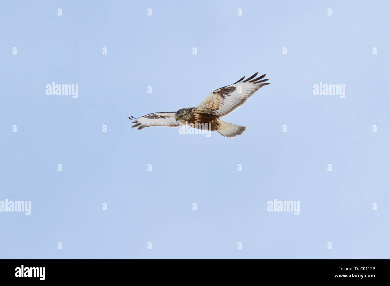 Rough legged hawk hi-res stock photography and images - Alamy