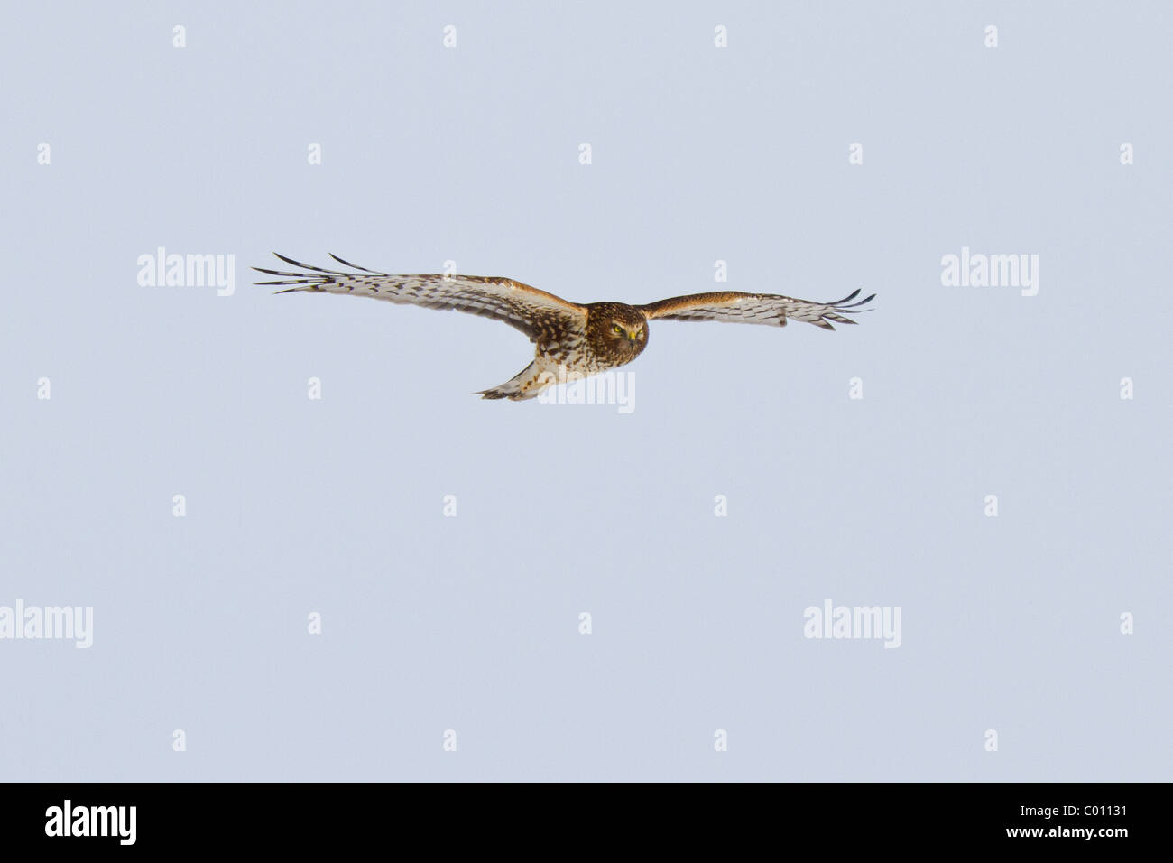 Northern harrier flying wings hi-res stock photography and images - Alamy