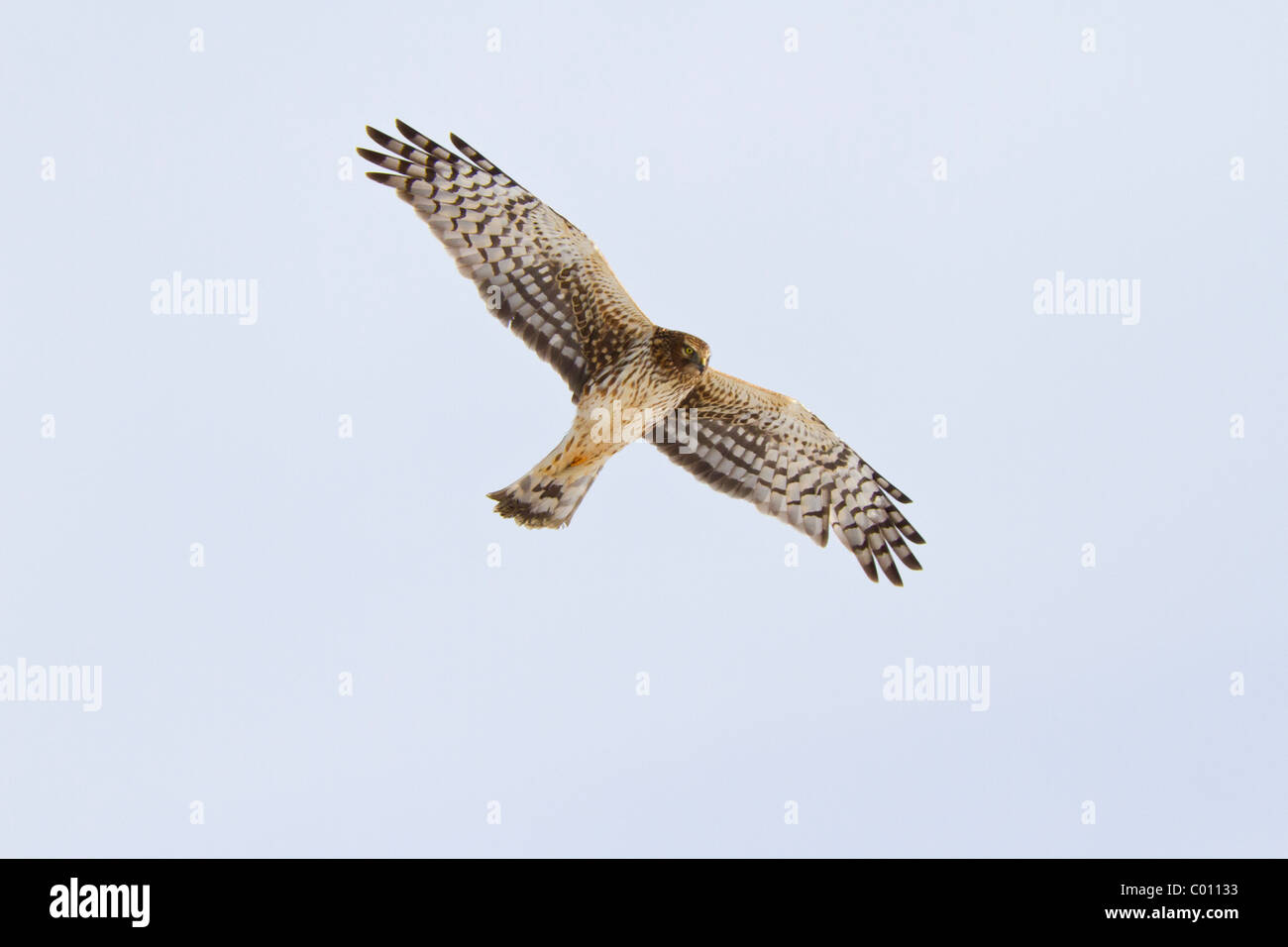 Northern Harrier flying with its wings spread Stock Photo - Alamy