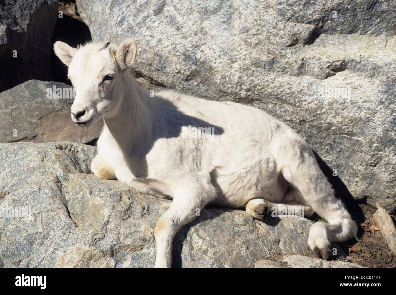 Dall Sheep, Yearling, Denali National Park, Alaska Stock Photo - Alamy