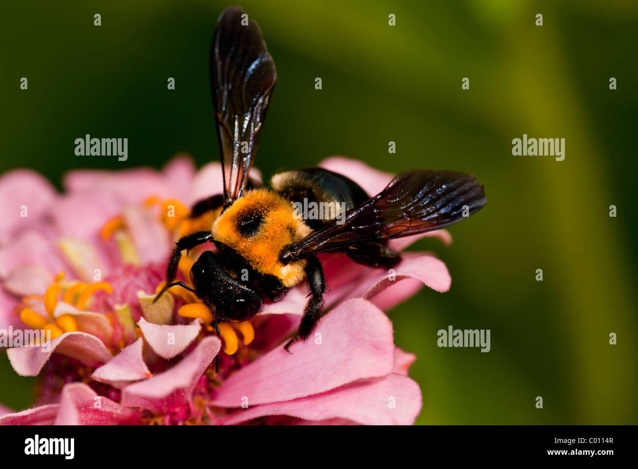 Large Carpenter Bee Stock Photo - Alamy