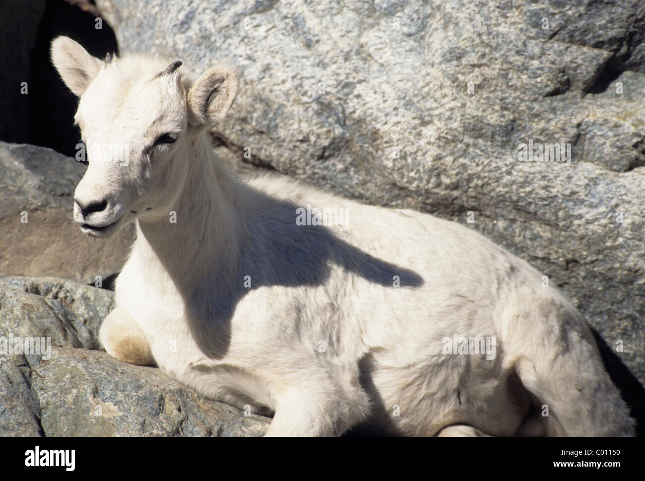 Dall Sheep, Yearling, Denali National Park, Alaska Stock Photo - Alamy