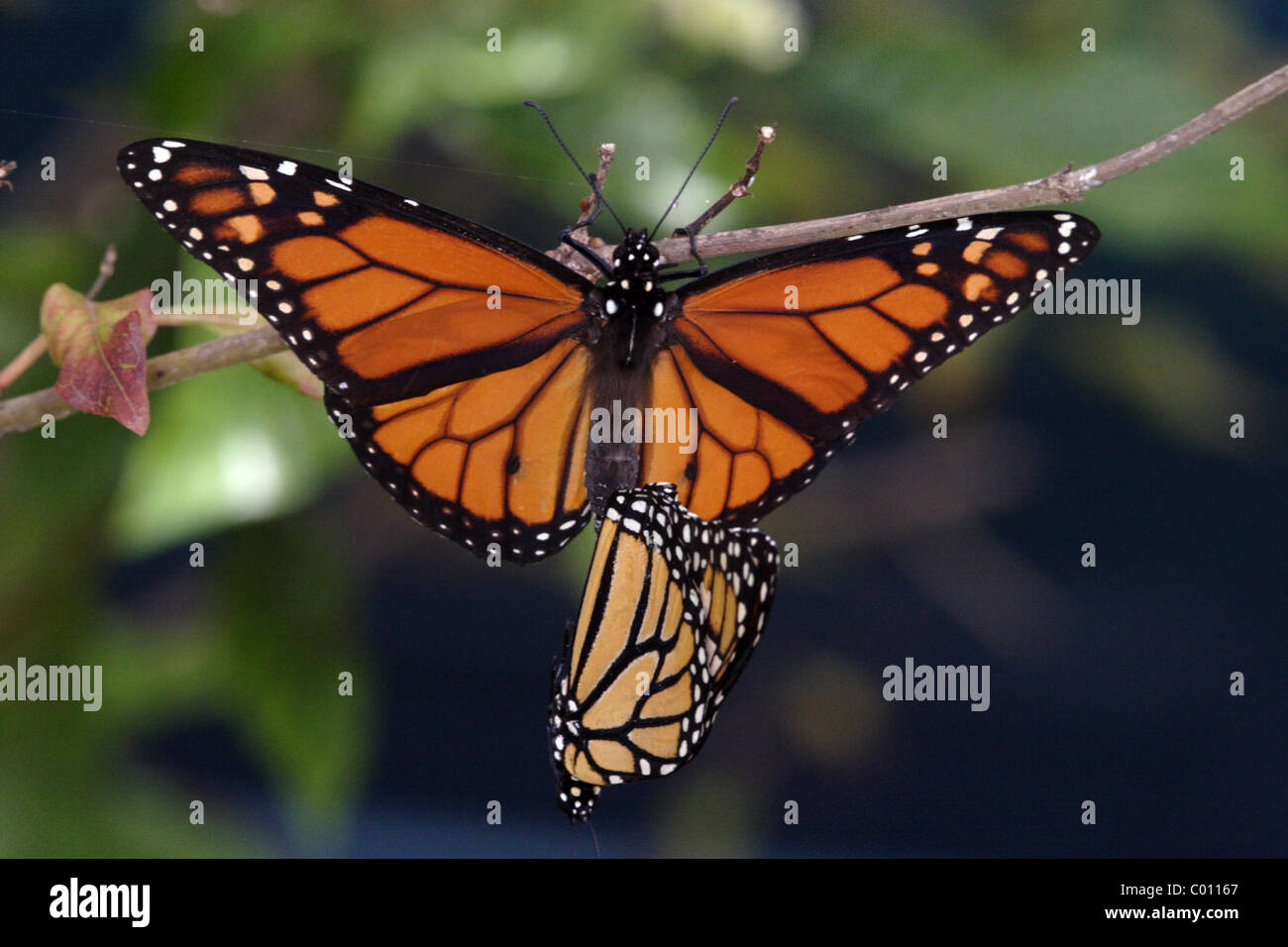 Monarch Butterflies Copulating Stock Photo - Alamy