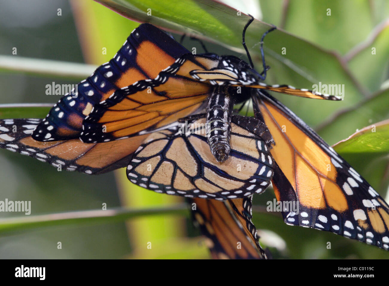 Monarch Butterflies Copulating Stock Photo - Alamy