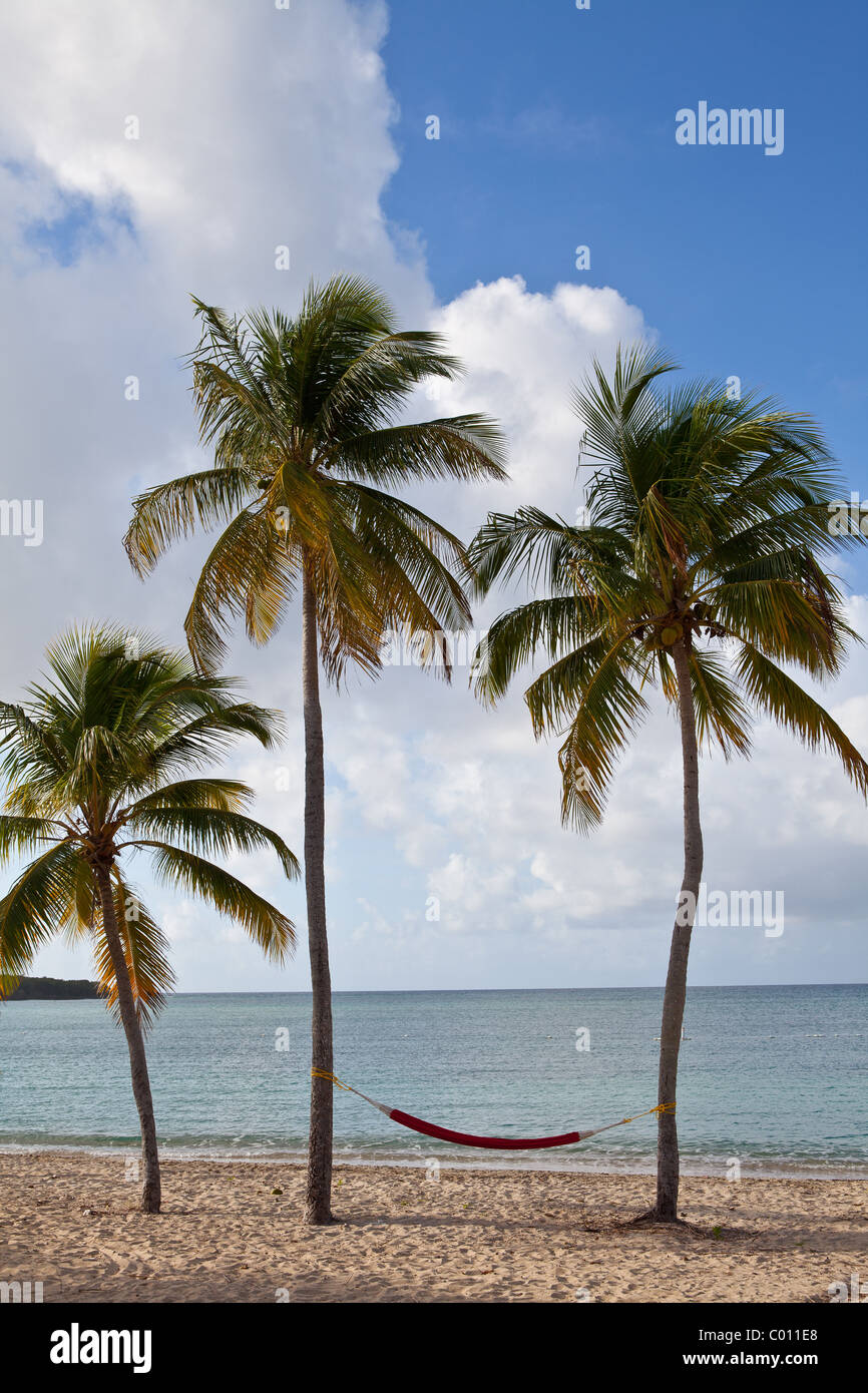 Hammock on coconut palms Sunbay beach in Vieques Island, Puerto Rico ...