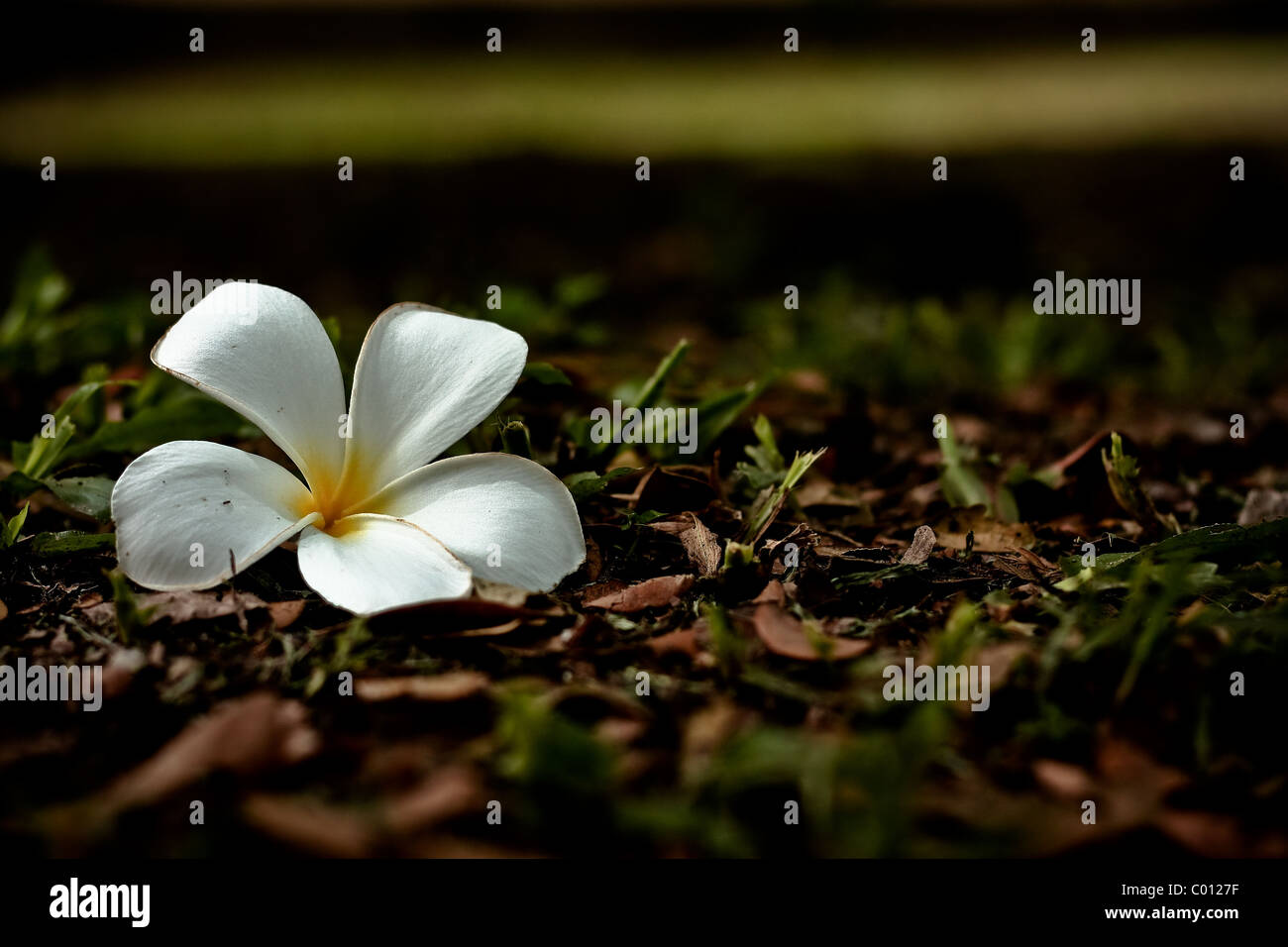 First bloom of spring Stock Photo - Alamy