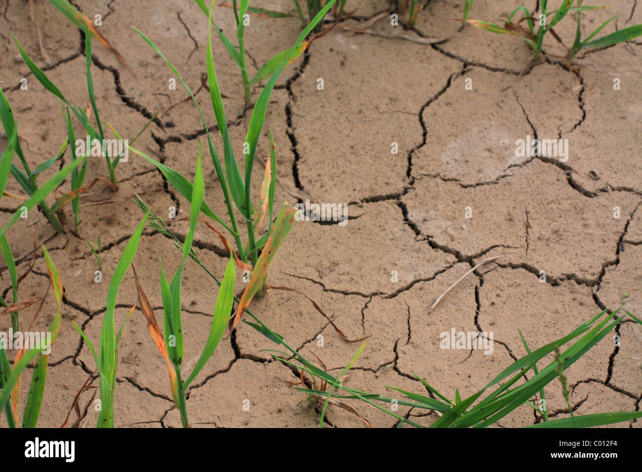 Parched land hi-res stock photography and images - Alamy