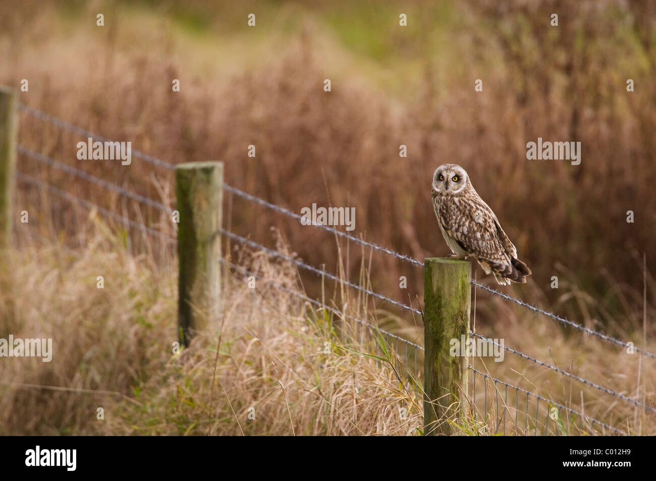 Short eared owl sitting on a fence post looking around Stock Photo - Alamy
