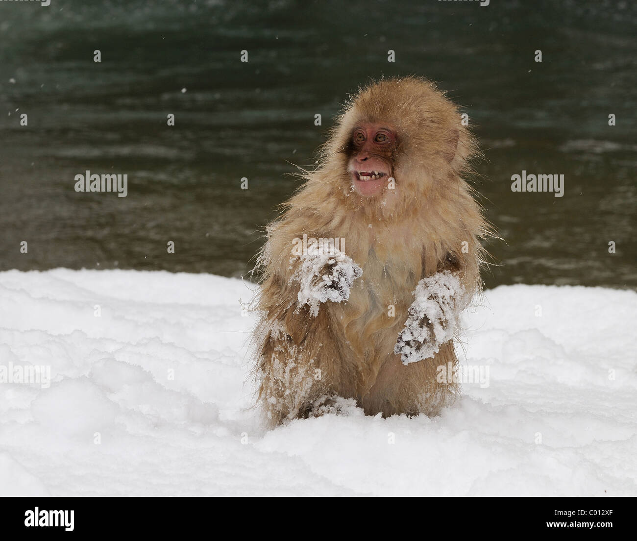Japanese Macaque aka snow Monkey playing with snow in the mountains ...
