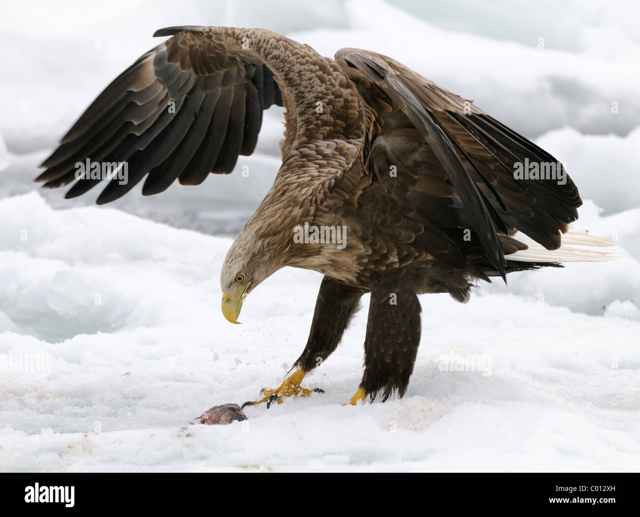 White-tailed Eagle with fish on the floating ice at the Sea of Othosk ...