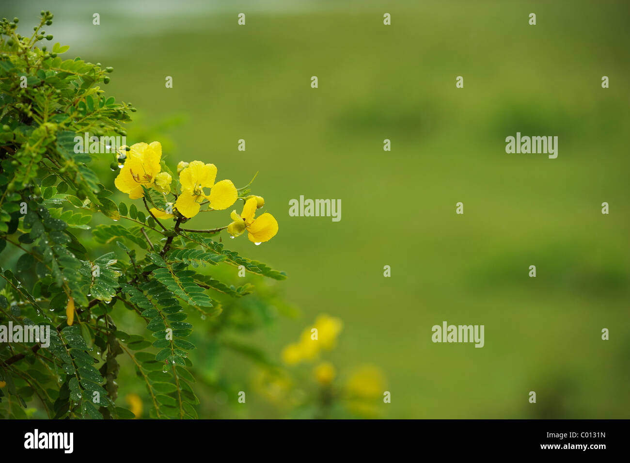 Cassia Auriculata High Resolution Stock Photography and Images - Alamy