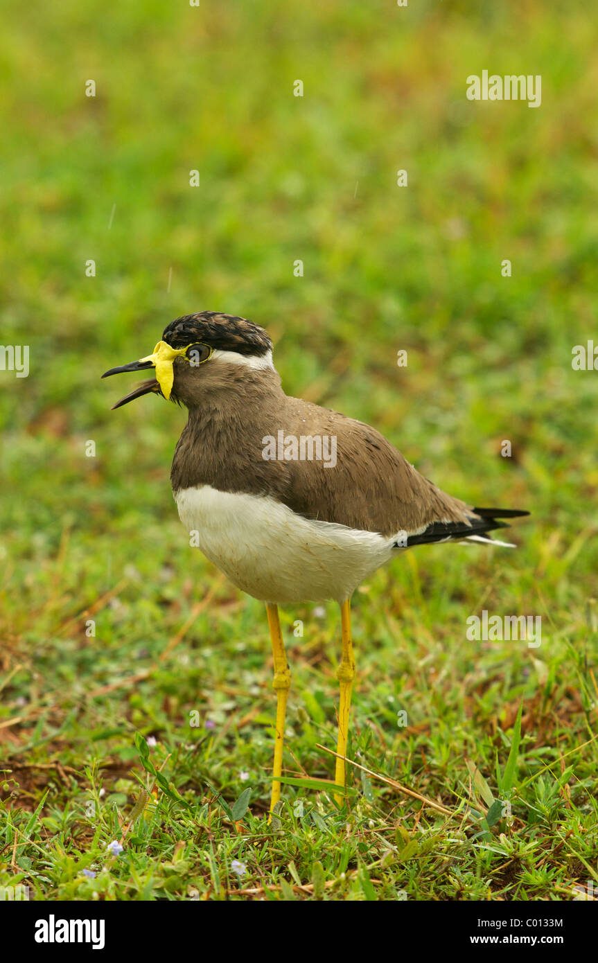 Yellow Wattled Lapwing Vanellus Malabaricus High Resolution Stock ...