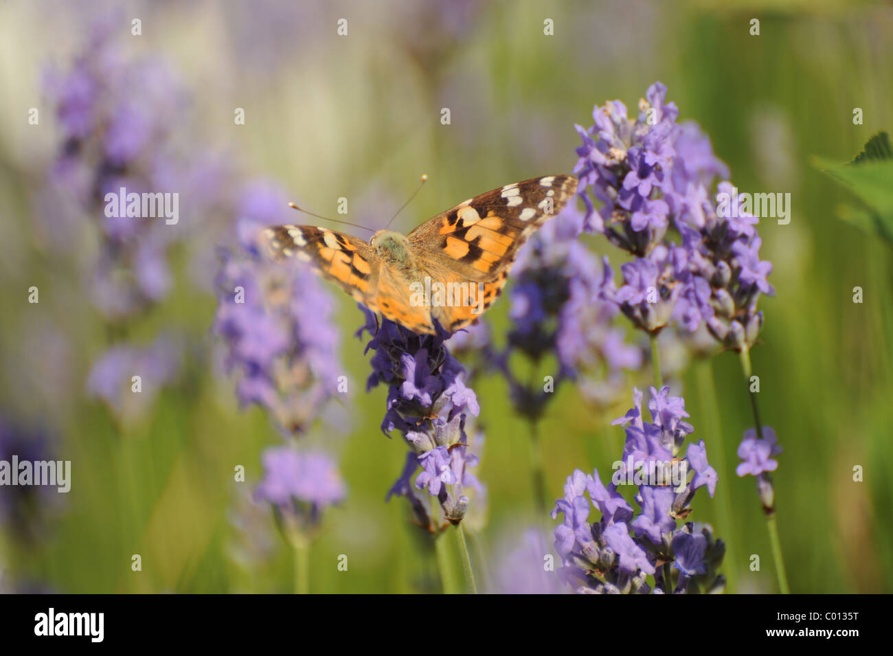Lavender butterfly hi-res stock photography and images - Alamy