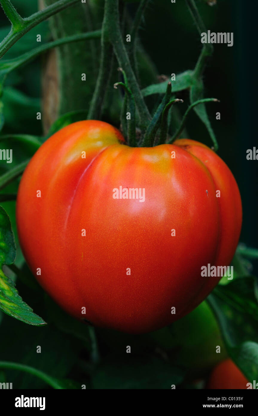 One big red tomato ripening on vine in greenhouse. Dorset, UK September ...