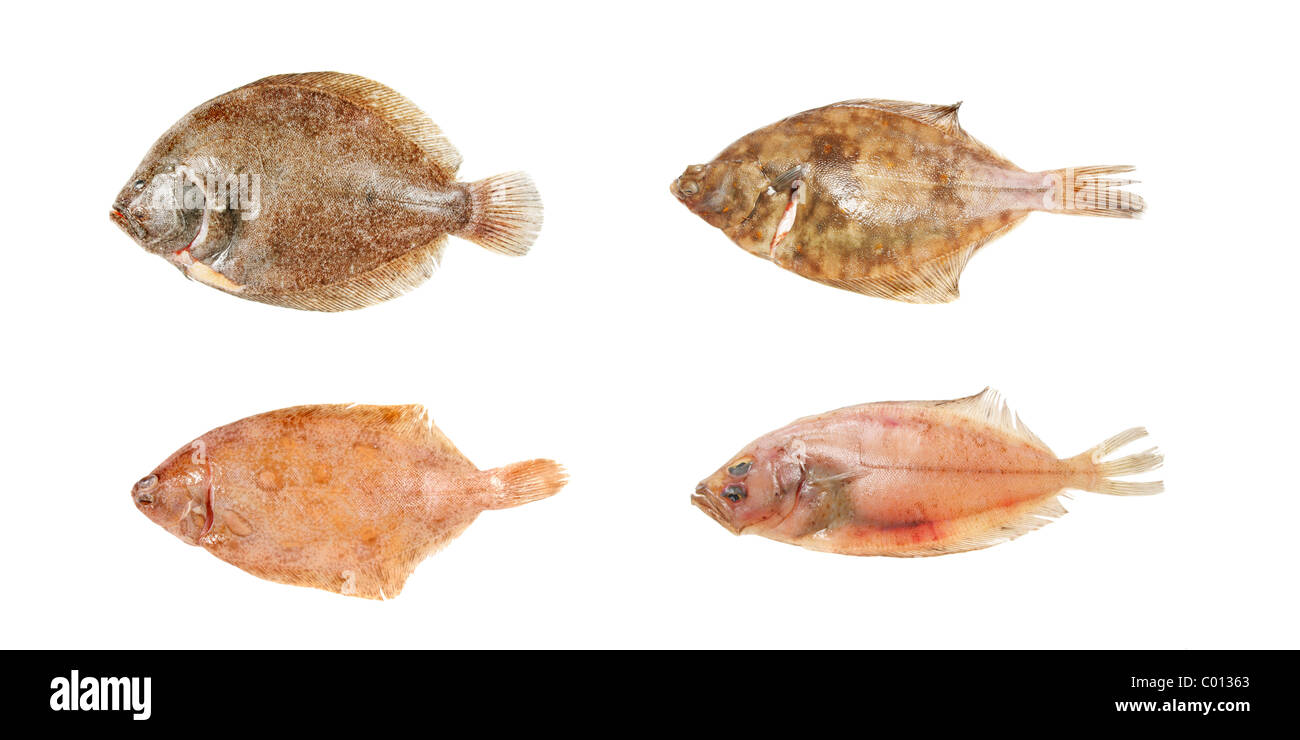Group of four different flatfish Stock Photo - Alamy