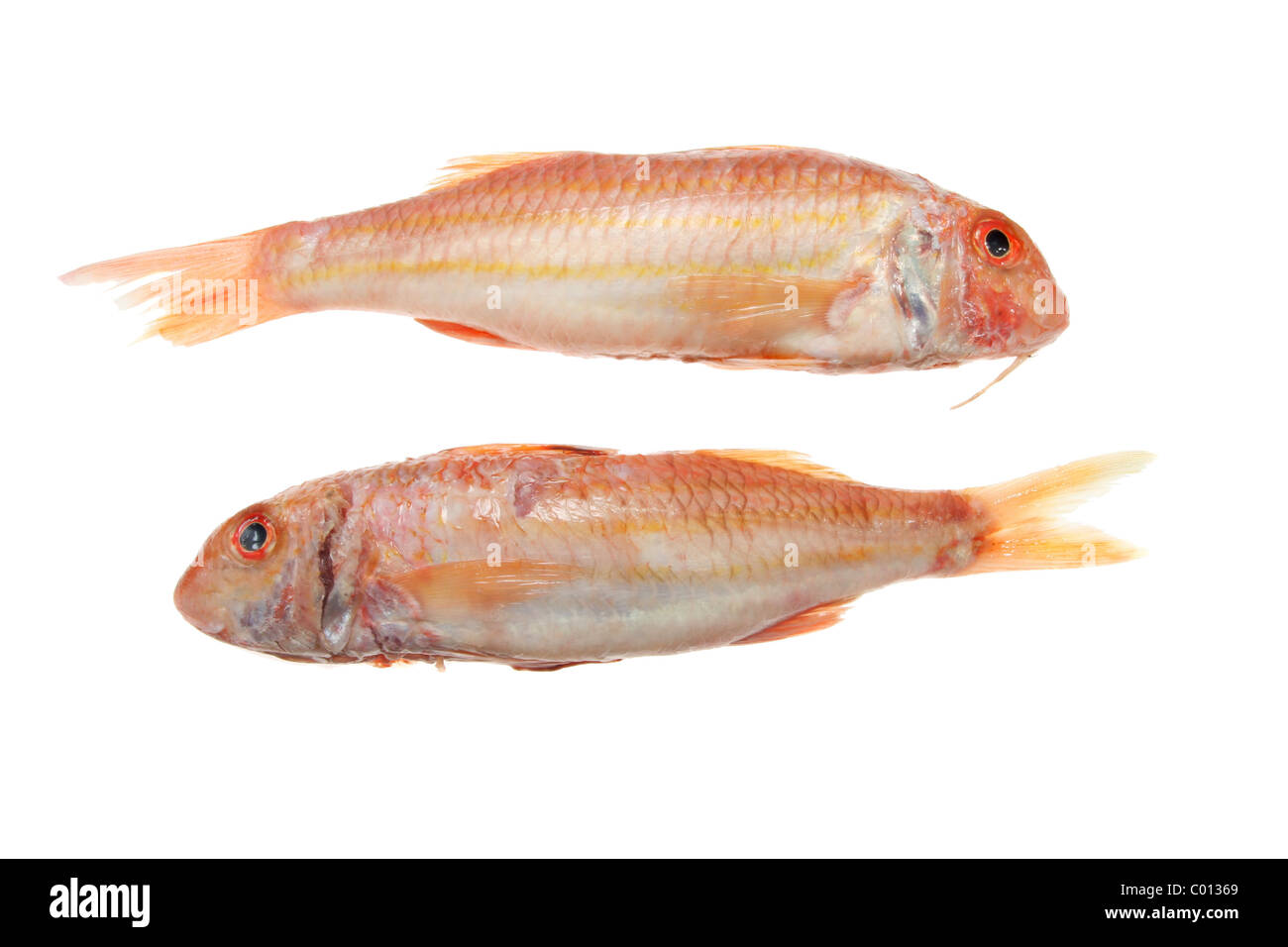 Mullet fish hi-res stock photography and images - Alamy