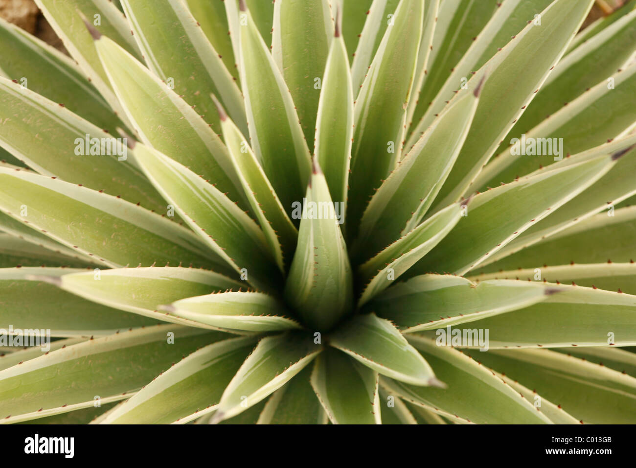 Agave agaves detail hi-res stock photography and images - Alamy